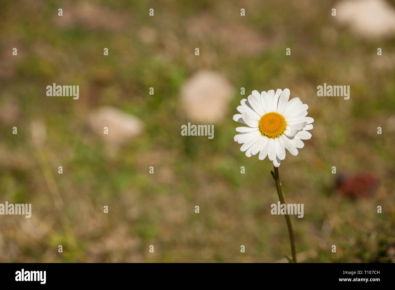 Marguerite flower from the Dolomites - ITALY Stock Photo - Alamy