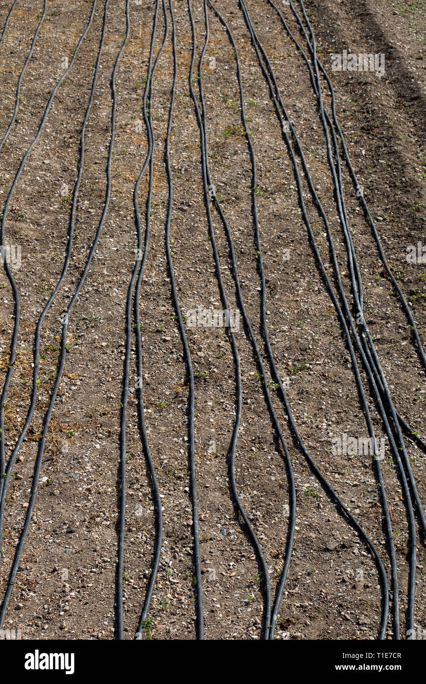 Irrigation system using sprinklers in a cultivated field for Watering ...