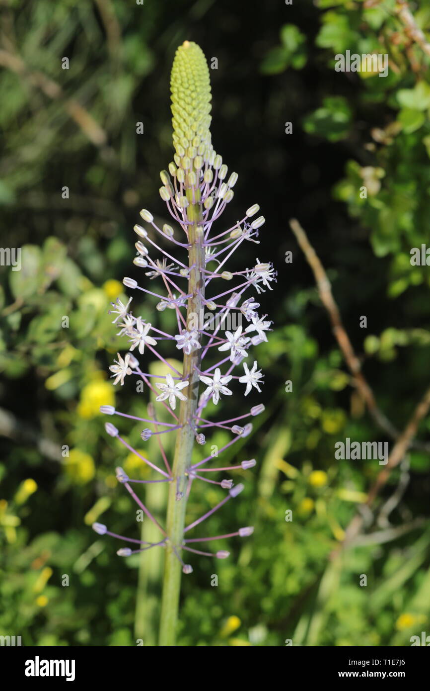 Geophyte hi-res stock photography and images - Alamy