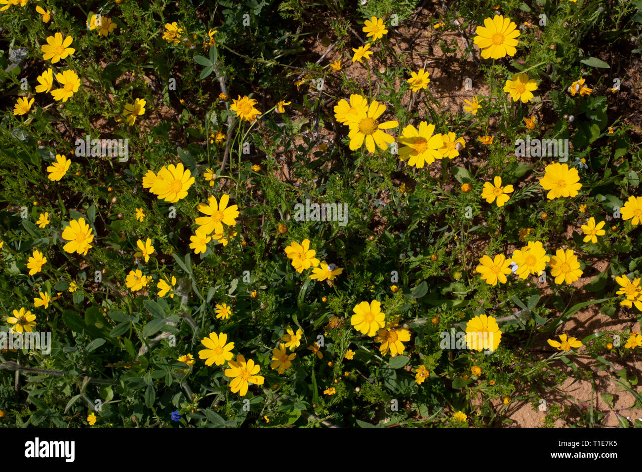 Crown Daisy (Chrysanthemum coronarium) Photographed in Israel in March ...