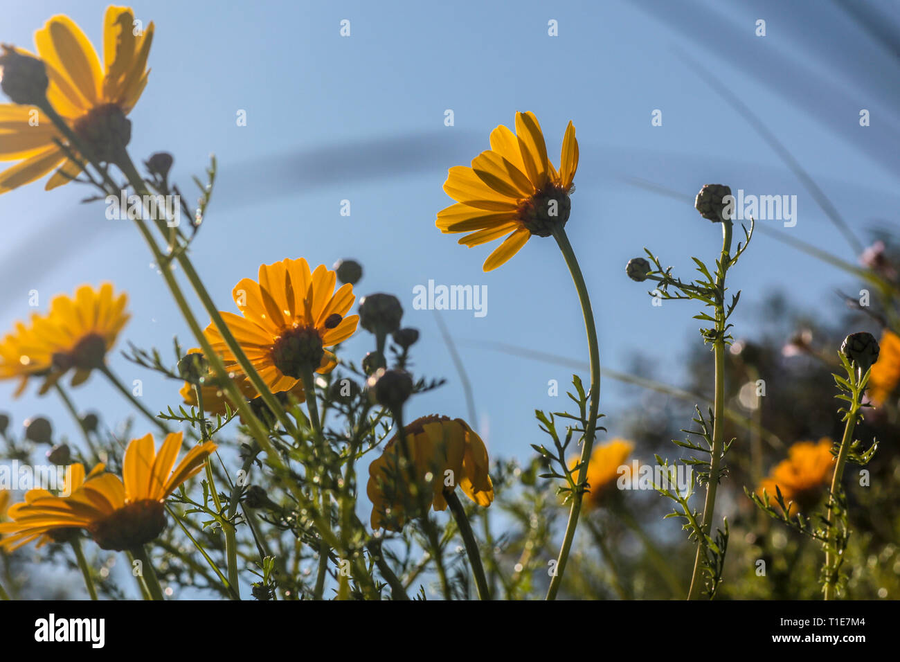 Crown Daisy (Chrysanthemum coronarium) Photographed in Israel in March ...