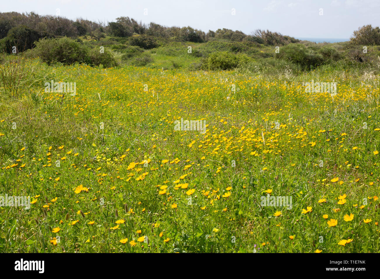 Israeli wildflowers hi-res stock photography and images - Alamy