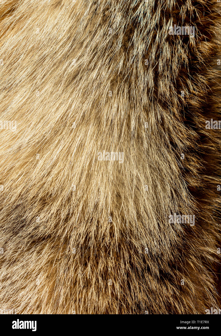 Decorative animal fur as a background texture Stock Photo - Alamy