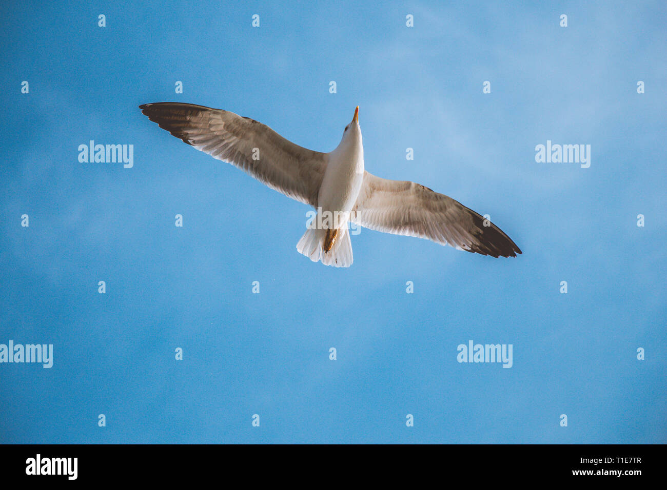 Seagull flying in blue sky over the sea waters Stock Photo - Alamy