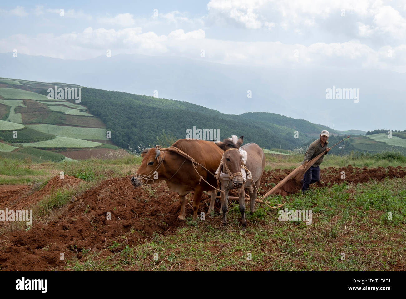 Water buffalo plowing hi-res stock photography and images - Alamy