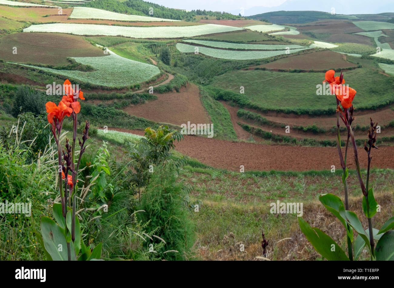 Chinese crops in asia hi-res stock photography and images - Alamy