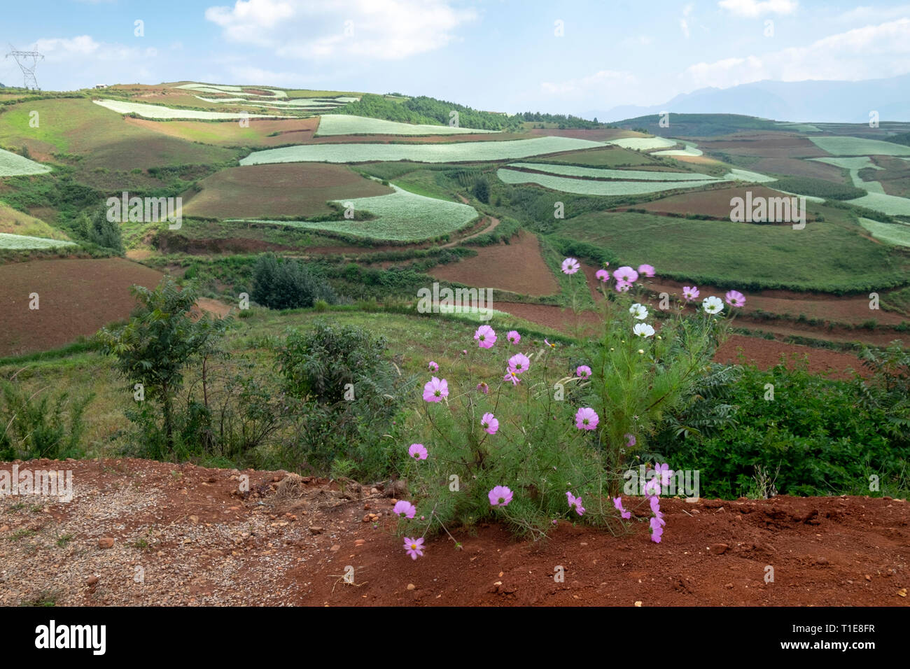 Canna lily farms hi-res stock photography and images - Alamy