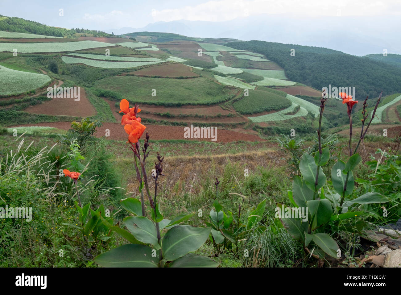 Red Canna (also Canna Lily) on the edge of agricultural fields of ...
