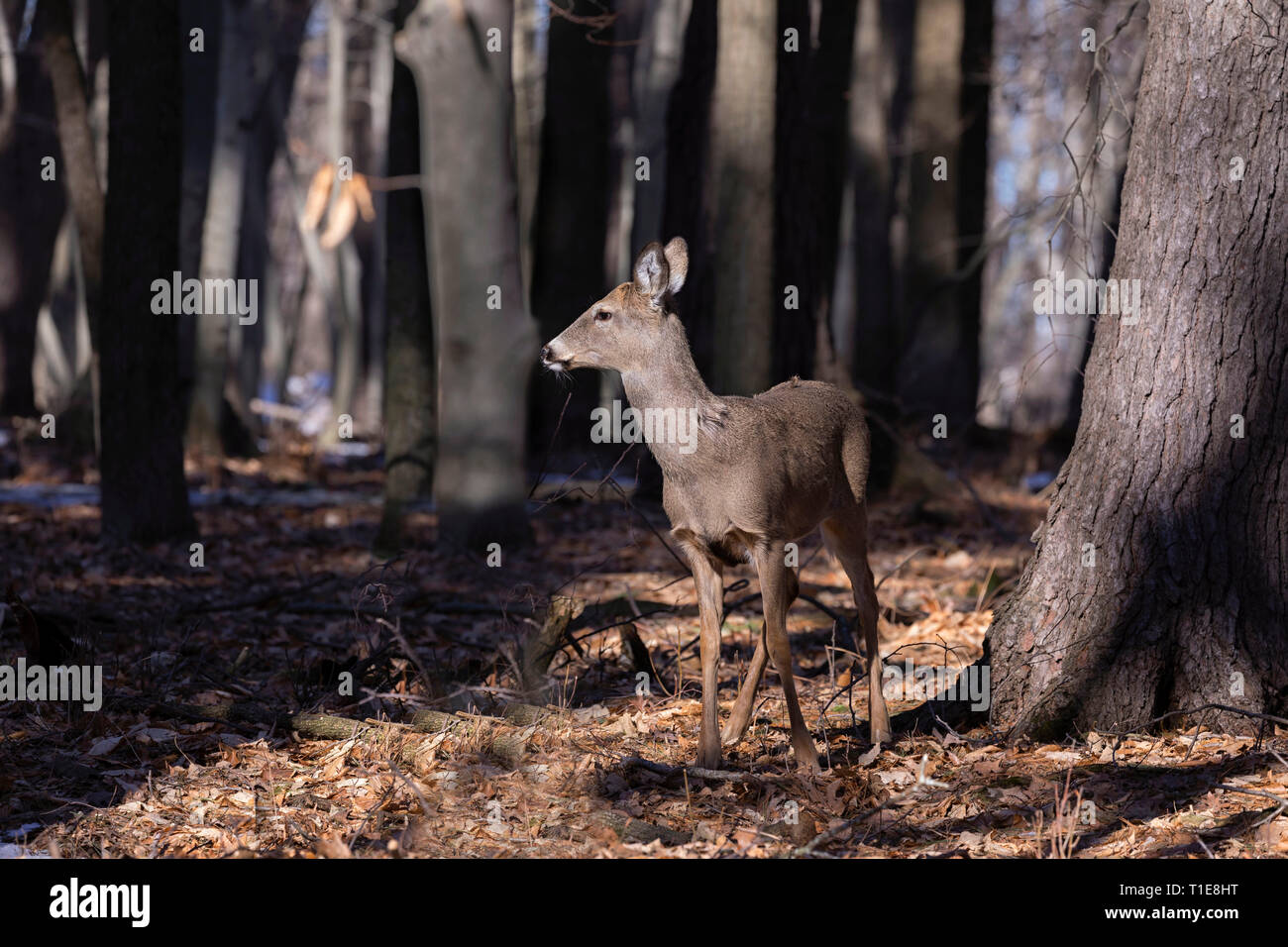 Deer fawn forest undergrowth hi-res stock photography and images - Alamy