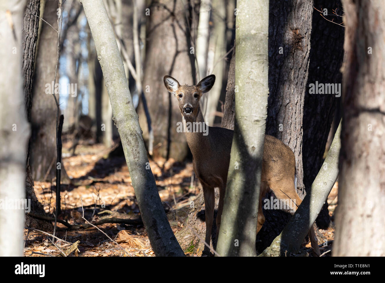 Deer hint hi-res stock photography and images - Alamy