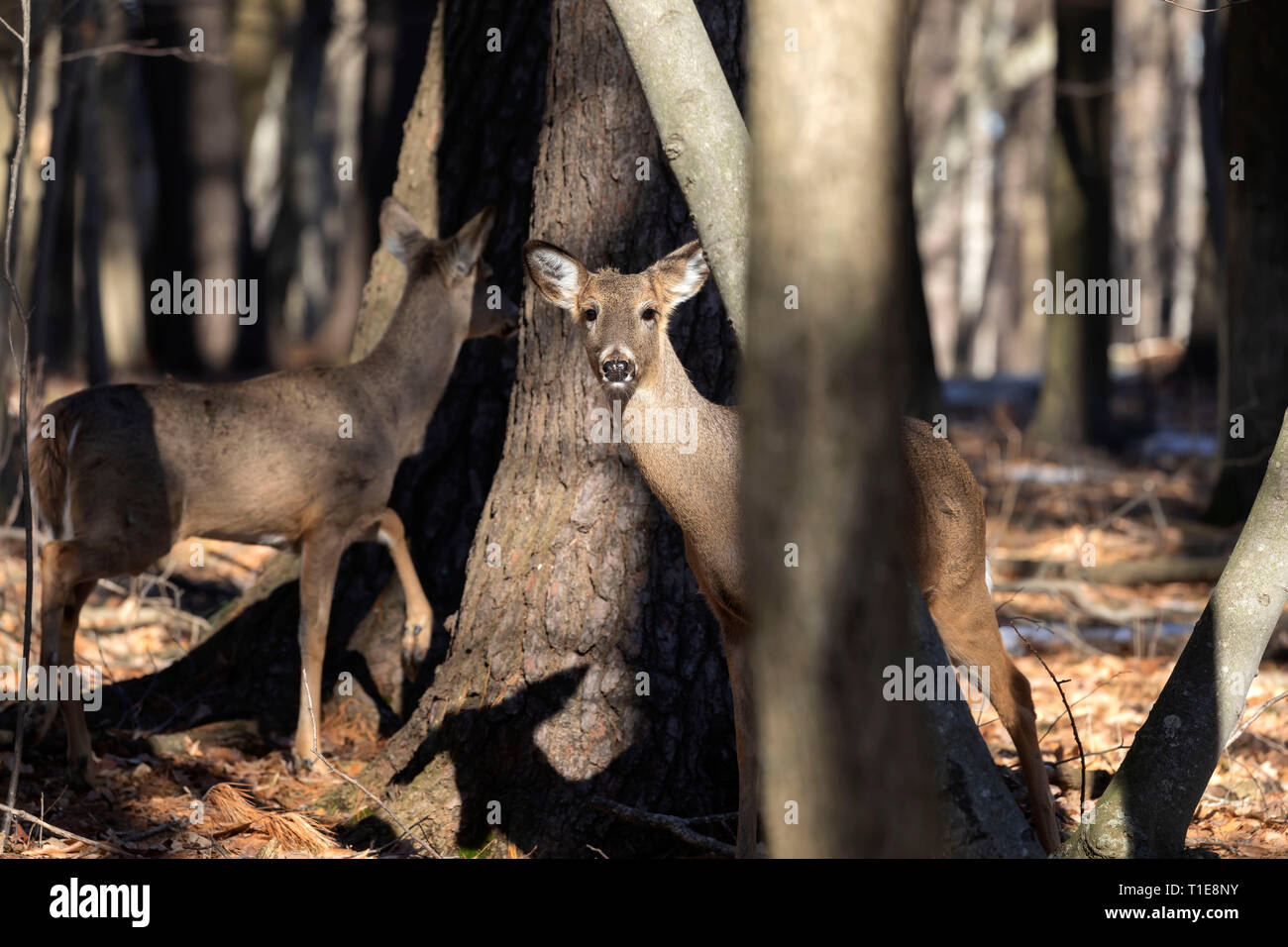Deer species native to canada hi-res stock photography and images - Alamy