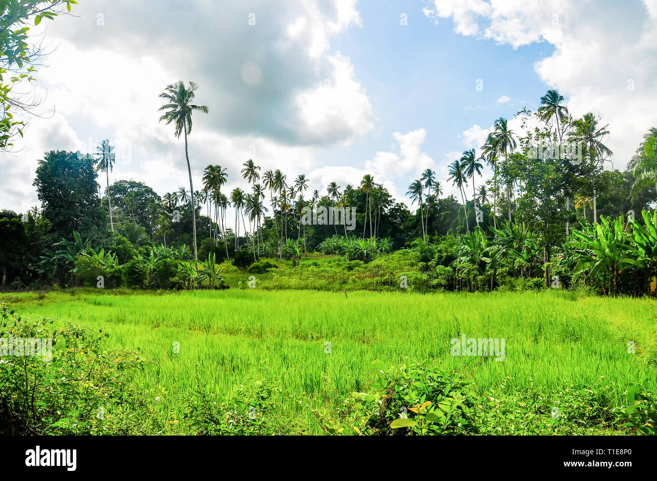 Jozani Forest Zanzibar Tanzania Stock Photo - Alamy