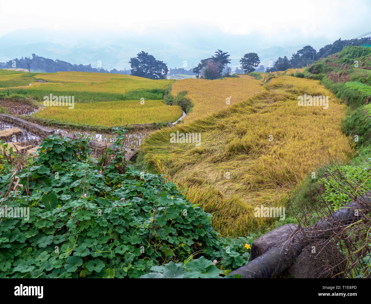 Rice terraces in Yunnan Province, China Stock Photo - Alamy
