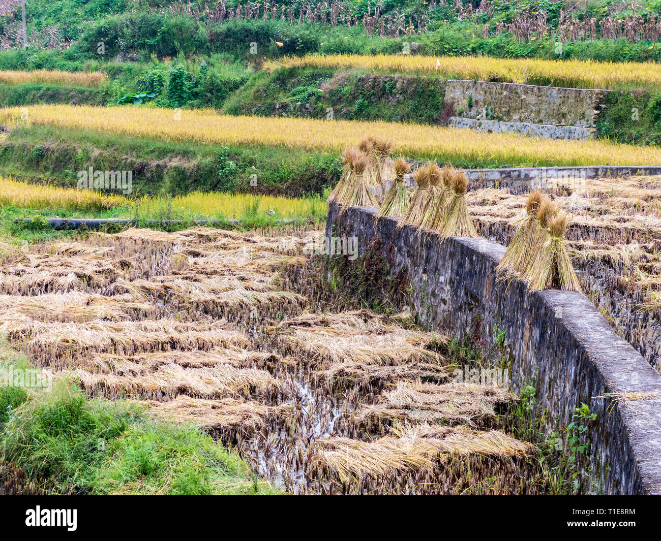 Harvested rice in the Rice Paddies, Yunnan, China Stock Photo - Alamy
