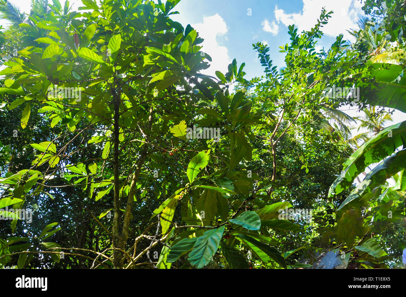 Zanzibar Jungle Clipart