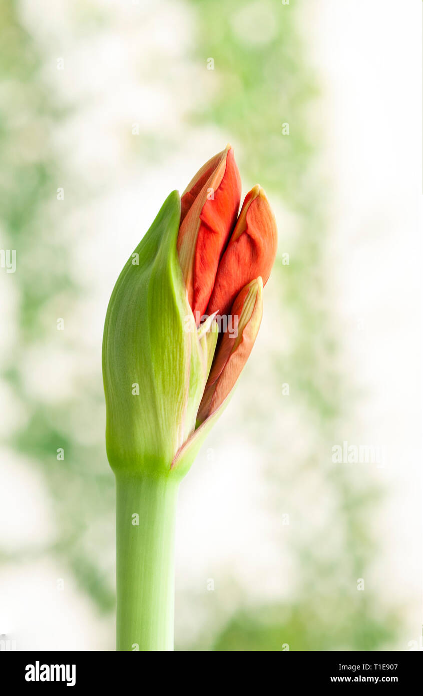Bud amaryllis hi-res stock photography and images - Alamy
