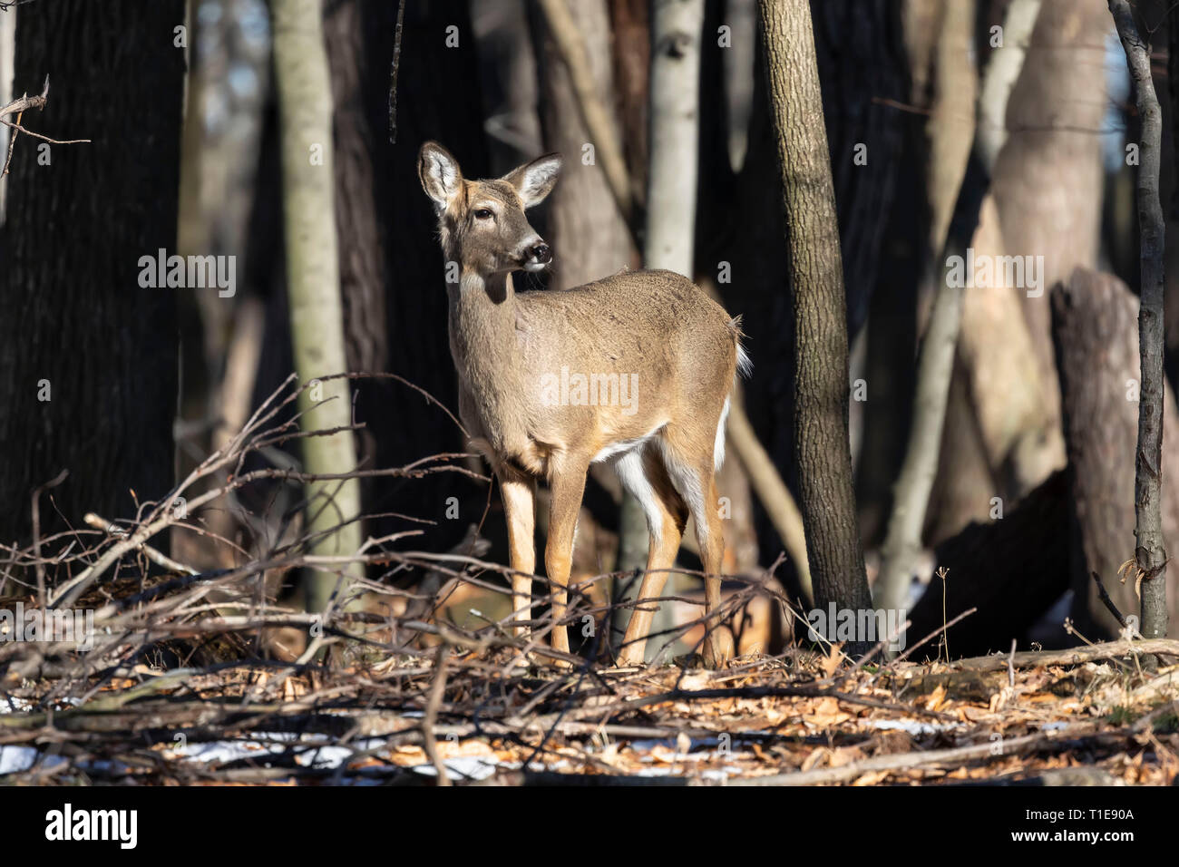 Deer fawn forest undergrowth hi-res stock photography and images - Alamy