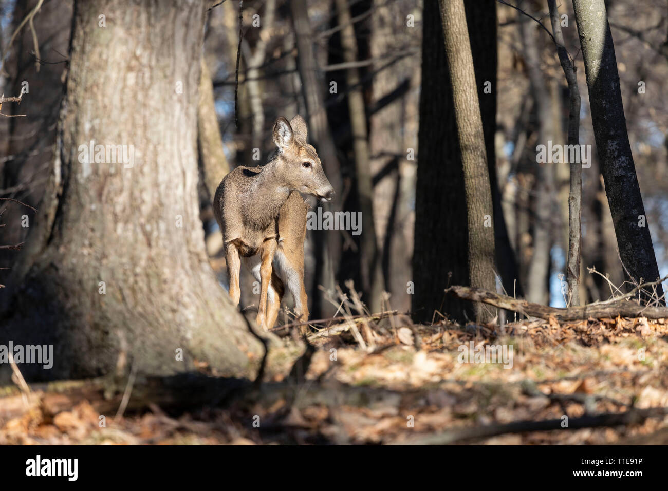Deer hint hi-res stock photography and images - Alamy