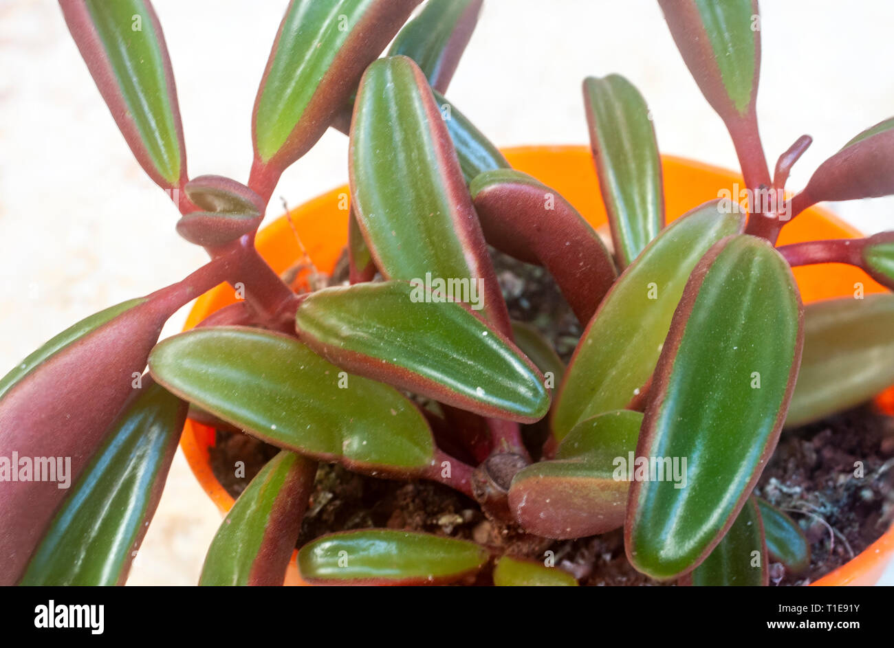 Peperomia Graveolens, (Ruby Glow Peperomia) Succulent, Green & red leaf ...