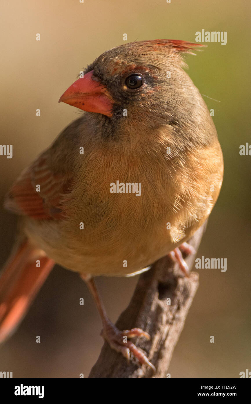 Female Cardinal Eye Stock Photo - Alamy