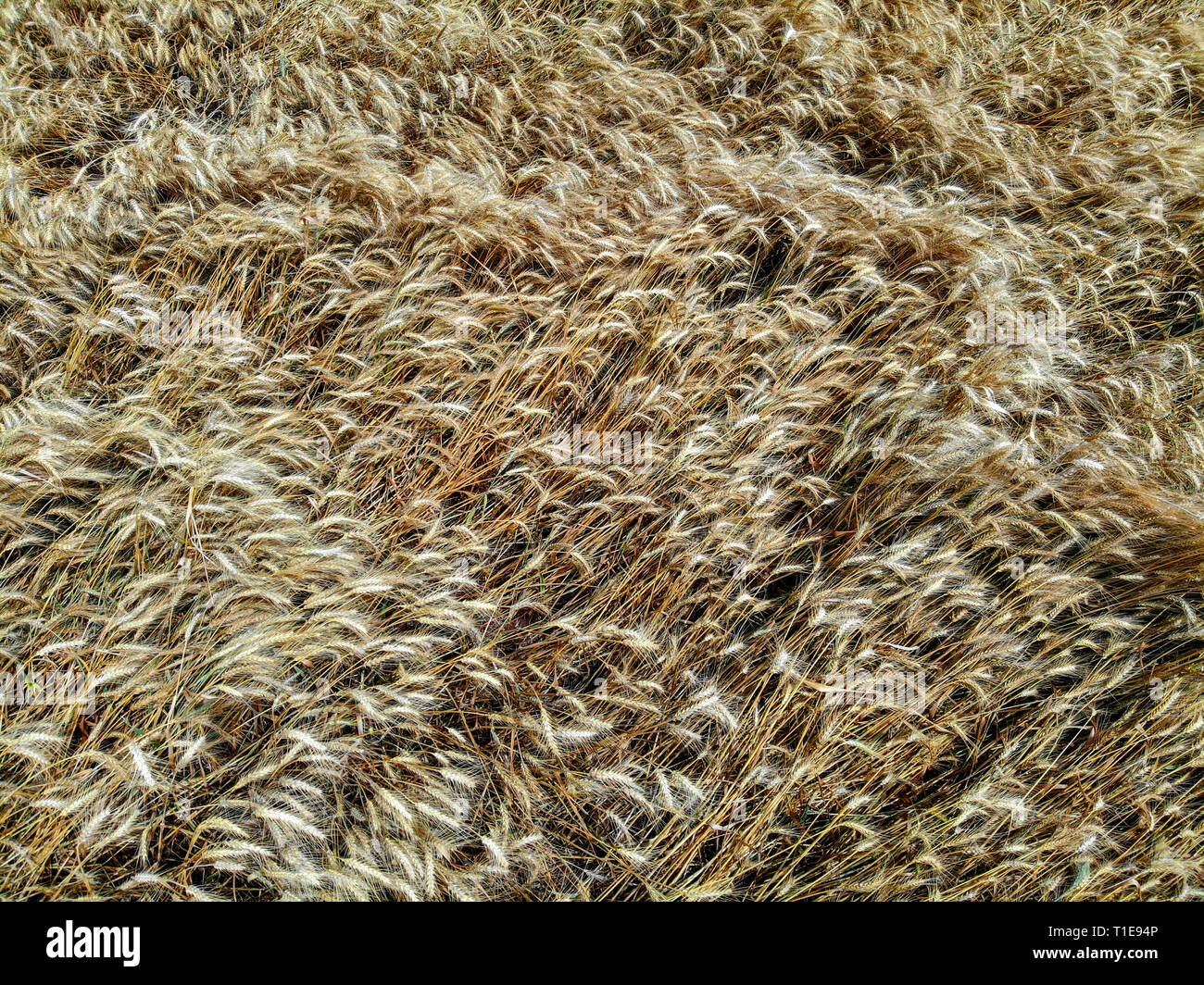Crop golden gold grain harvest hi-res stock photography and images - Alamy