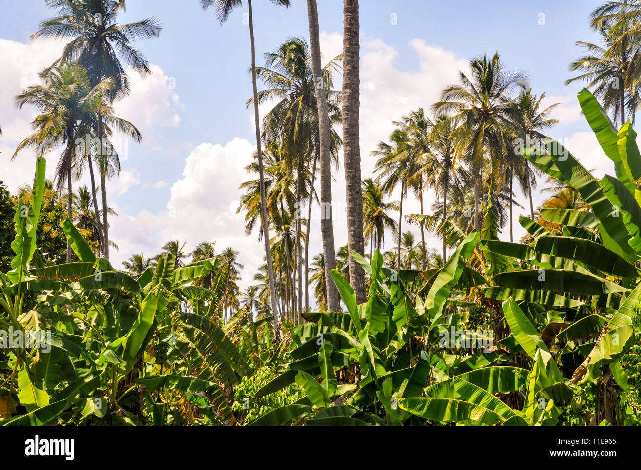 Jozani Forest Zanzibar Tanzania Stock Photo - Alamy