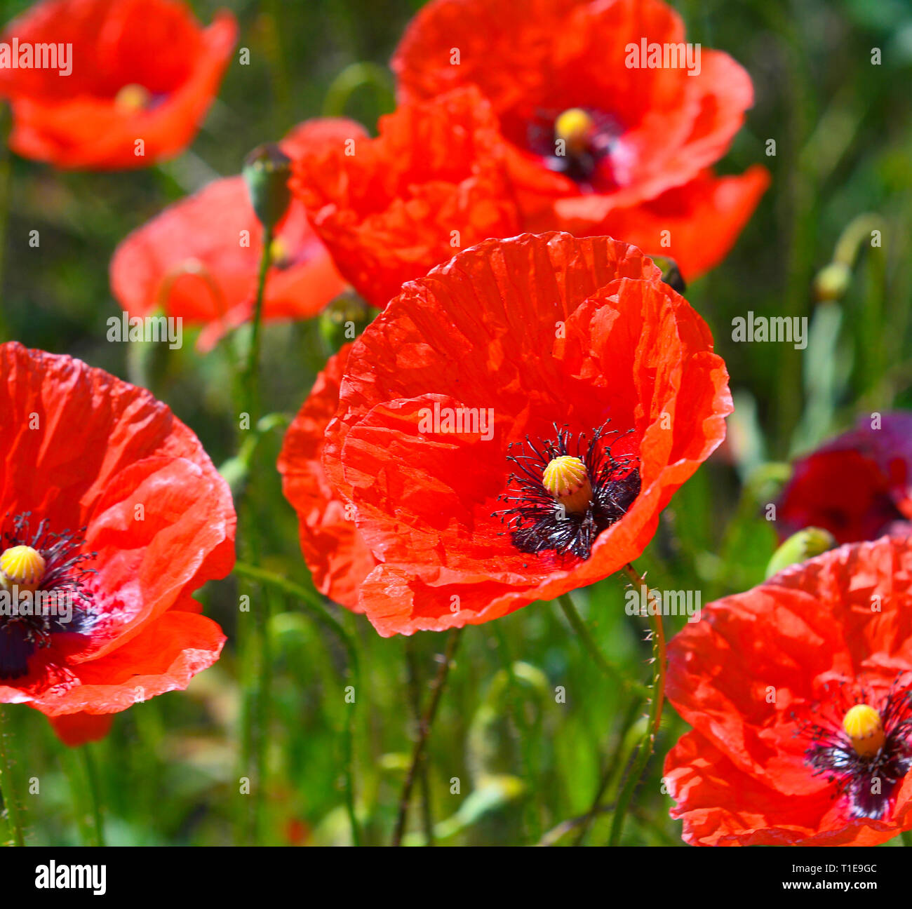 Background poppy hi-res stock photography and images - Alamy