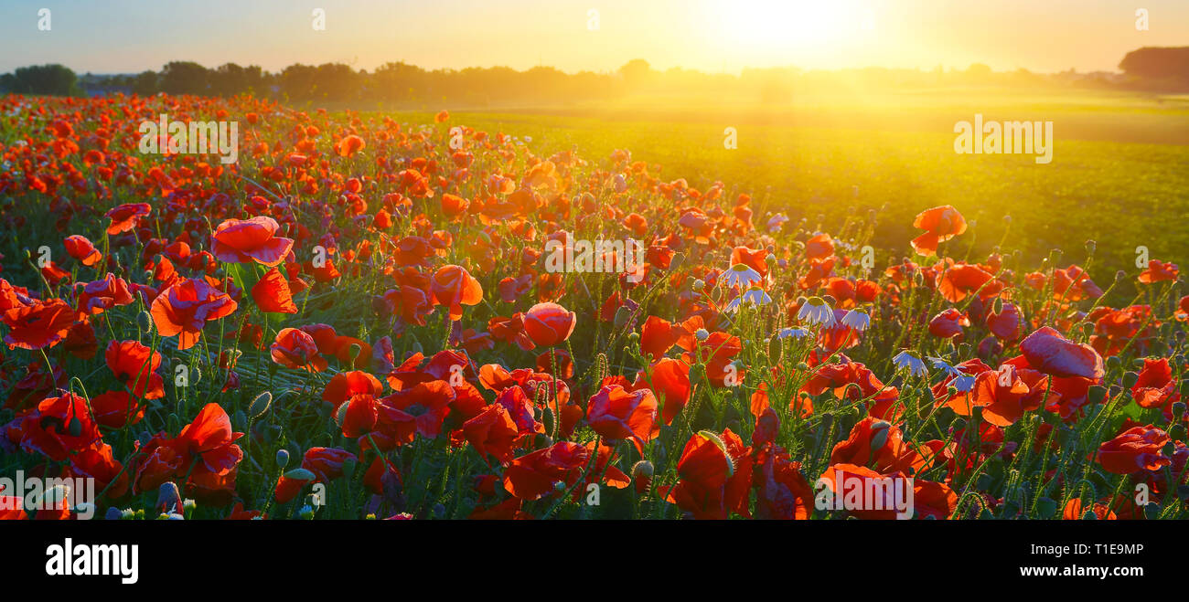 Red rising sun hi-res stock photography and images - Alamy