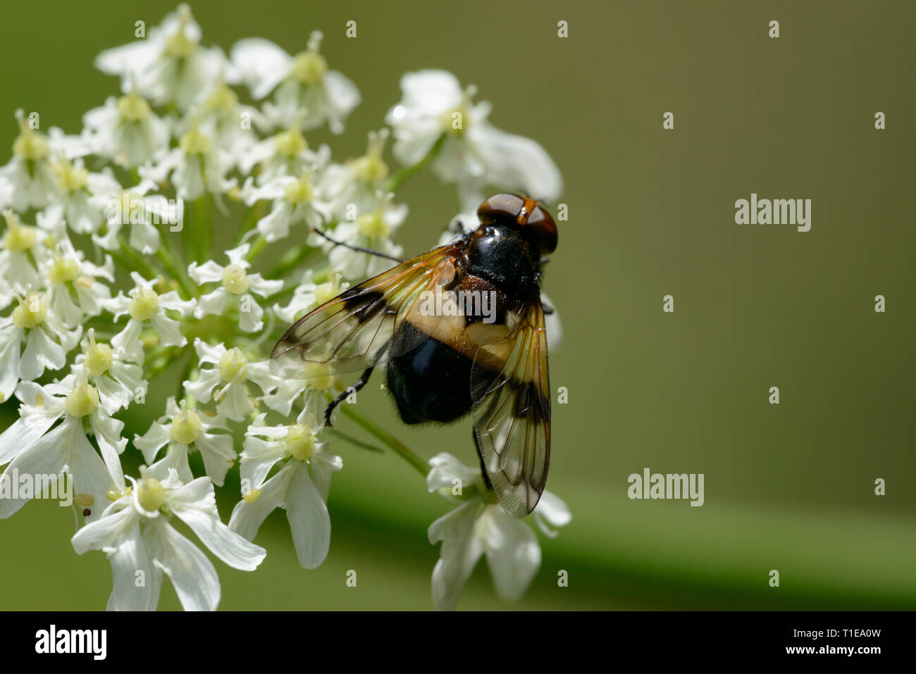 Great Pied Hoverfly (Volucella pellucens), on Hogweed Stock Photo - Alamy