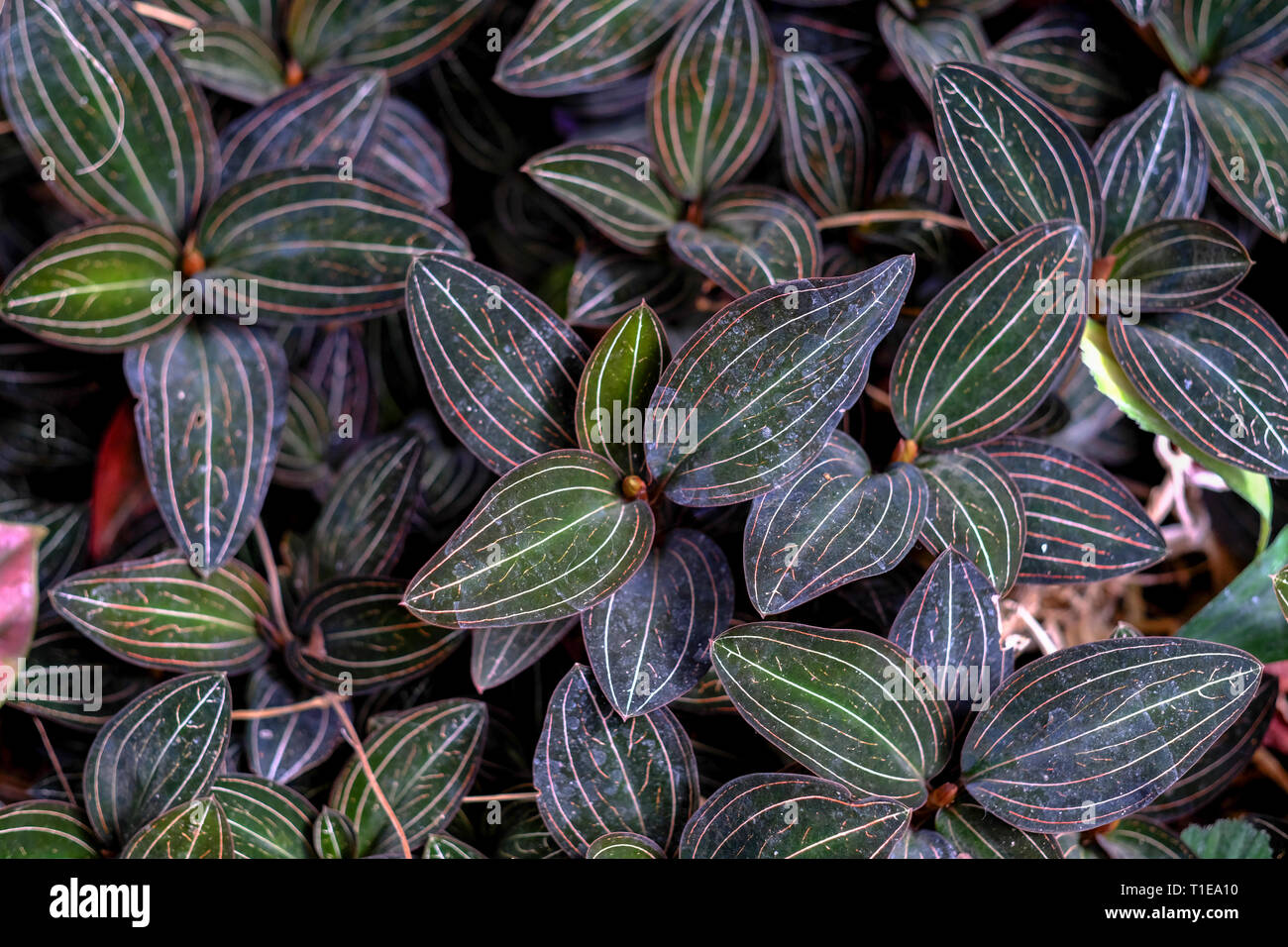 Large leaf house plant hi-res stock photography and images - Alamy