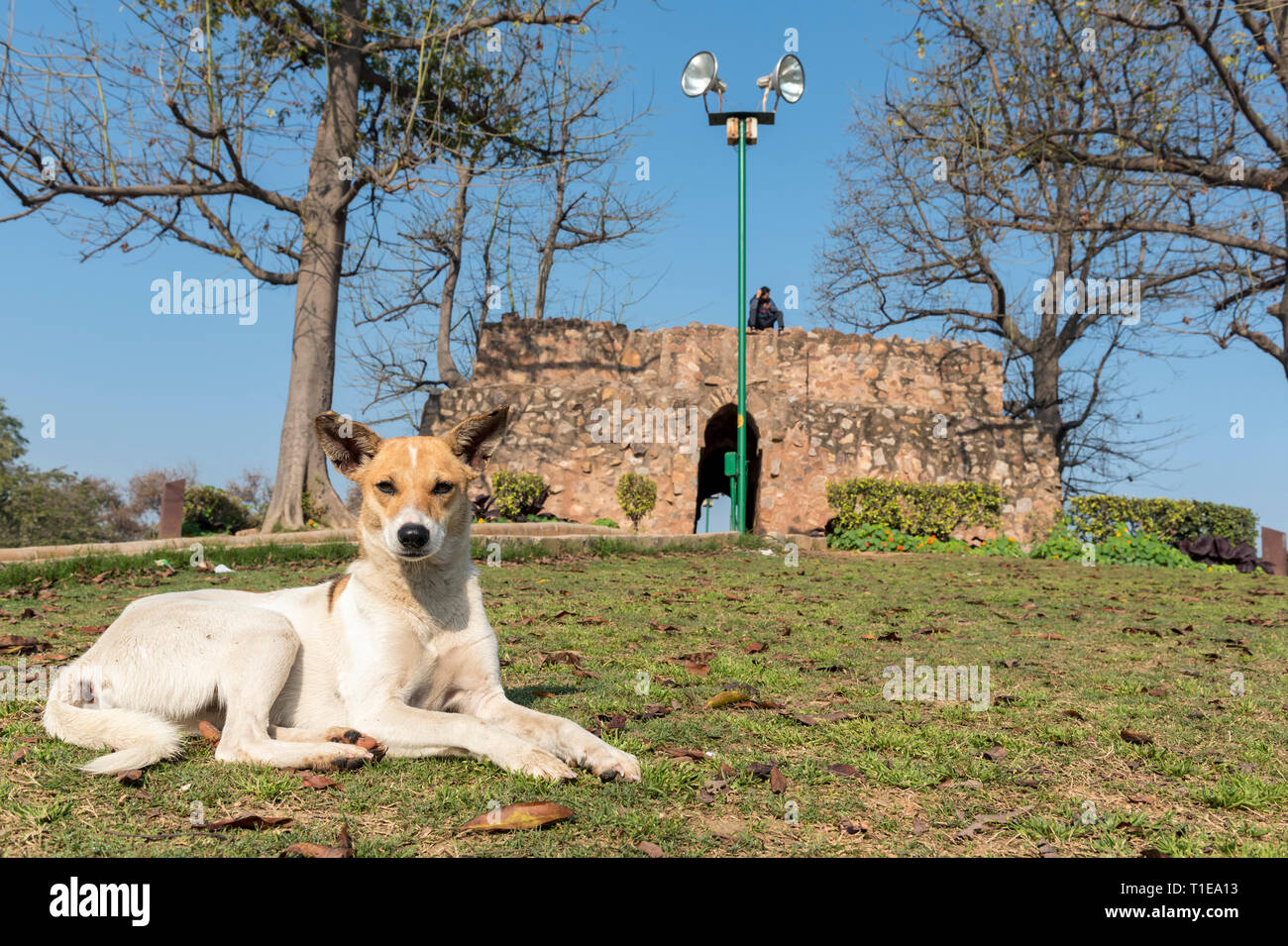 Dog outside Munda Gumbad Pavilion, Hauz Khas, South Delhi, India Stock ...