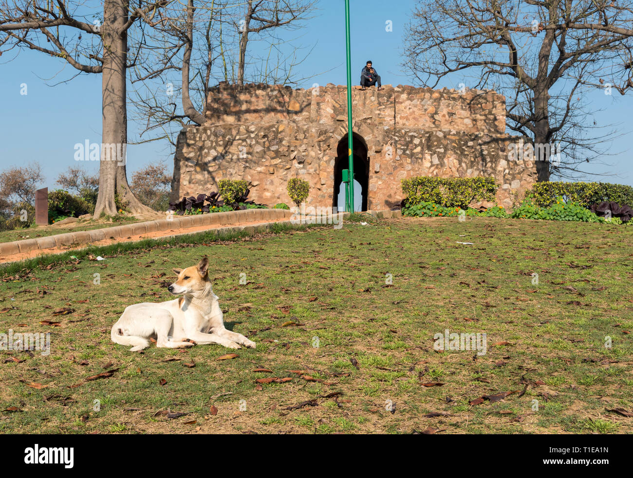 Dog outside Munda Gumbad Pavilion, Hauz Khas, South Delhi, India Stock ...