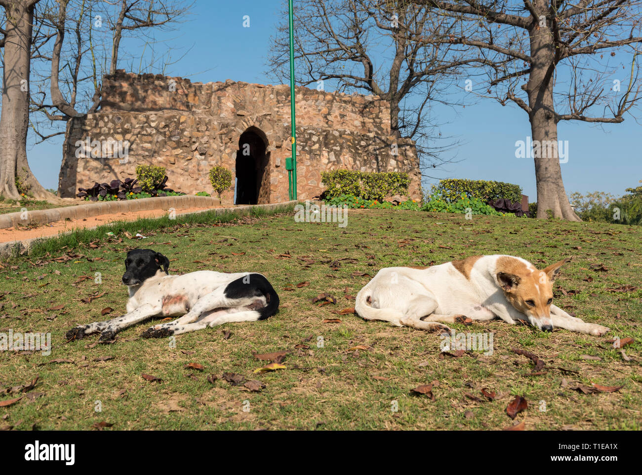 Dogs outside Munda Gumbad Pavilion, Hauz Khas, South Delhi, India Stock ...