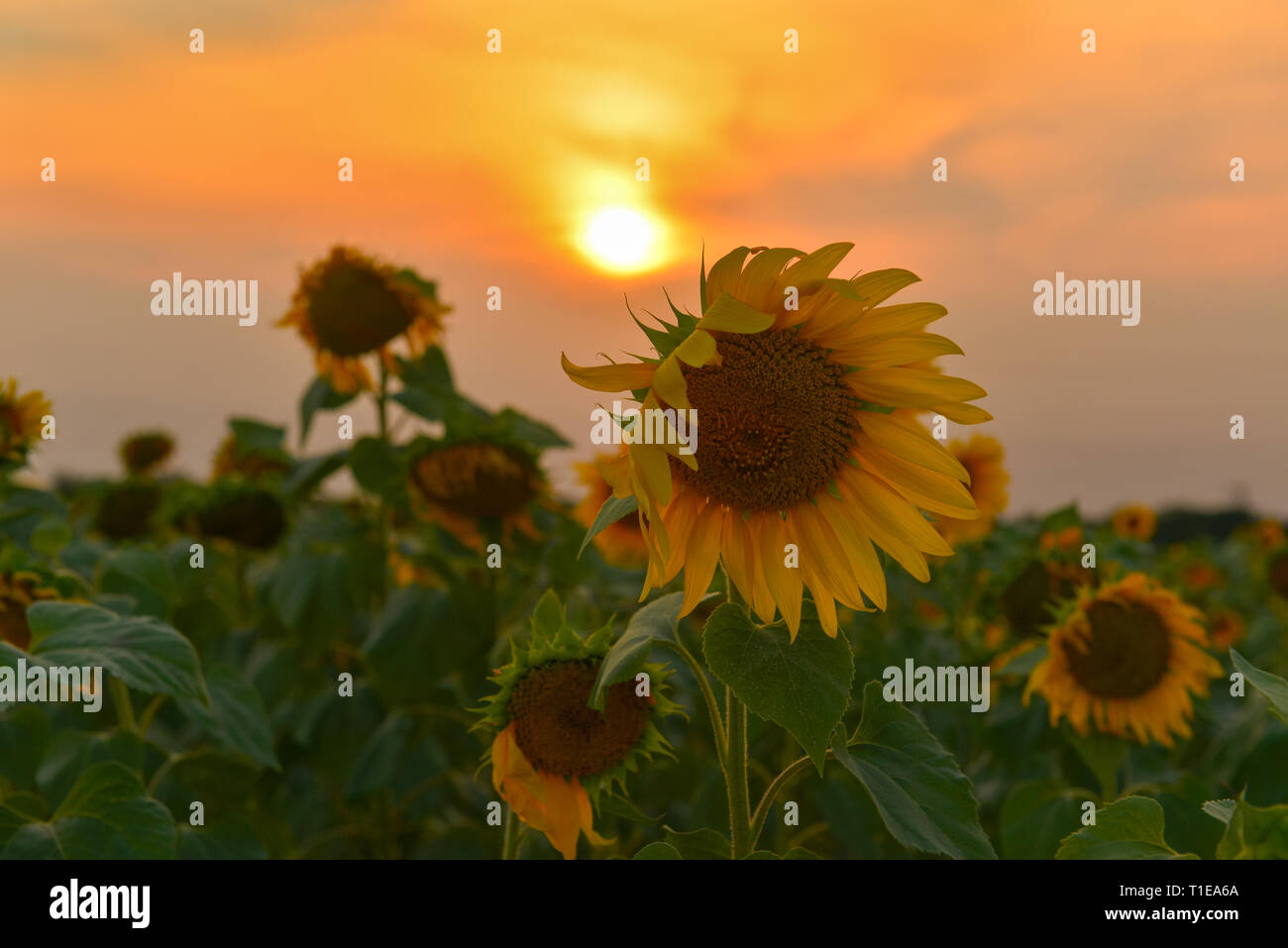 Growing towards sunlight hi-res stock photography and images - Alamy