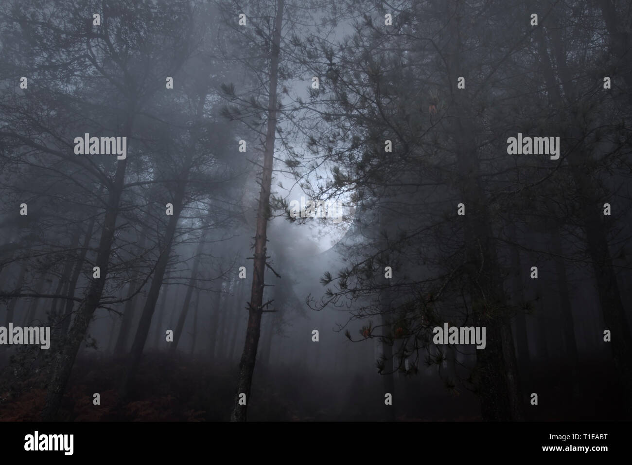 Forest mood with fog and full moon hi-res stock photography and images ...
