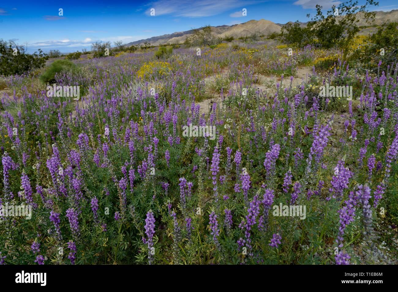Joshua Tree, California, USA. 21st Mar, 2019. Mohave lupine and other wildflowers blanket the ...