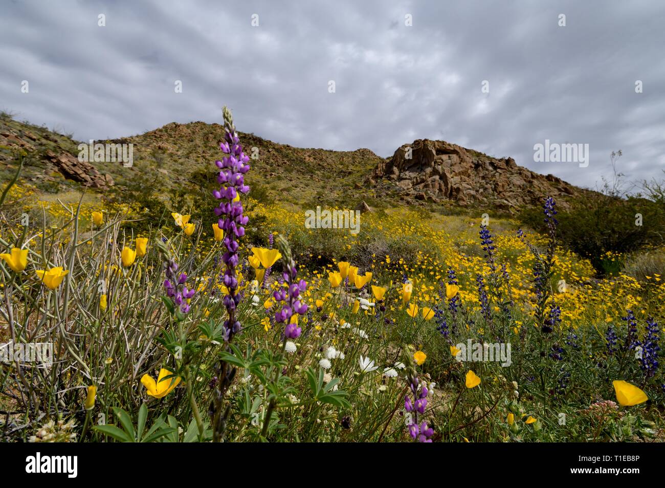 Mohave desert wildflower hi-res stock photography and images - Alamy