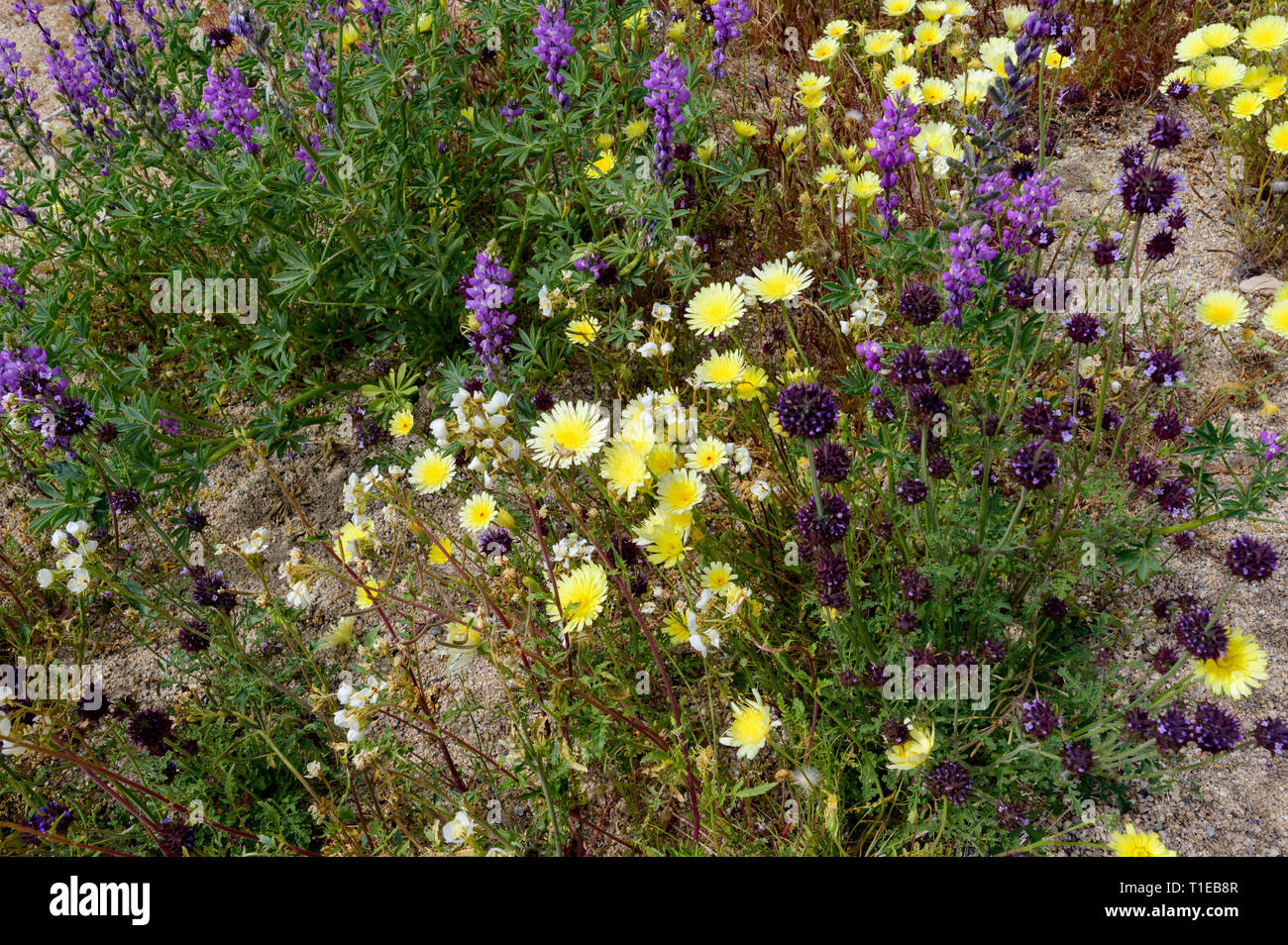 Mohave desert wildflower hi-res stock photography and images - Alamy