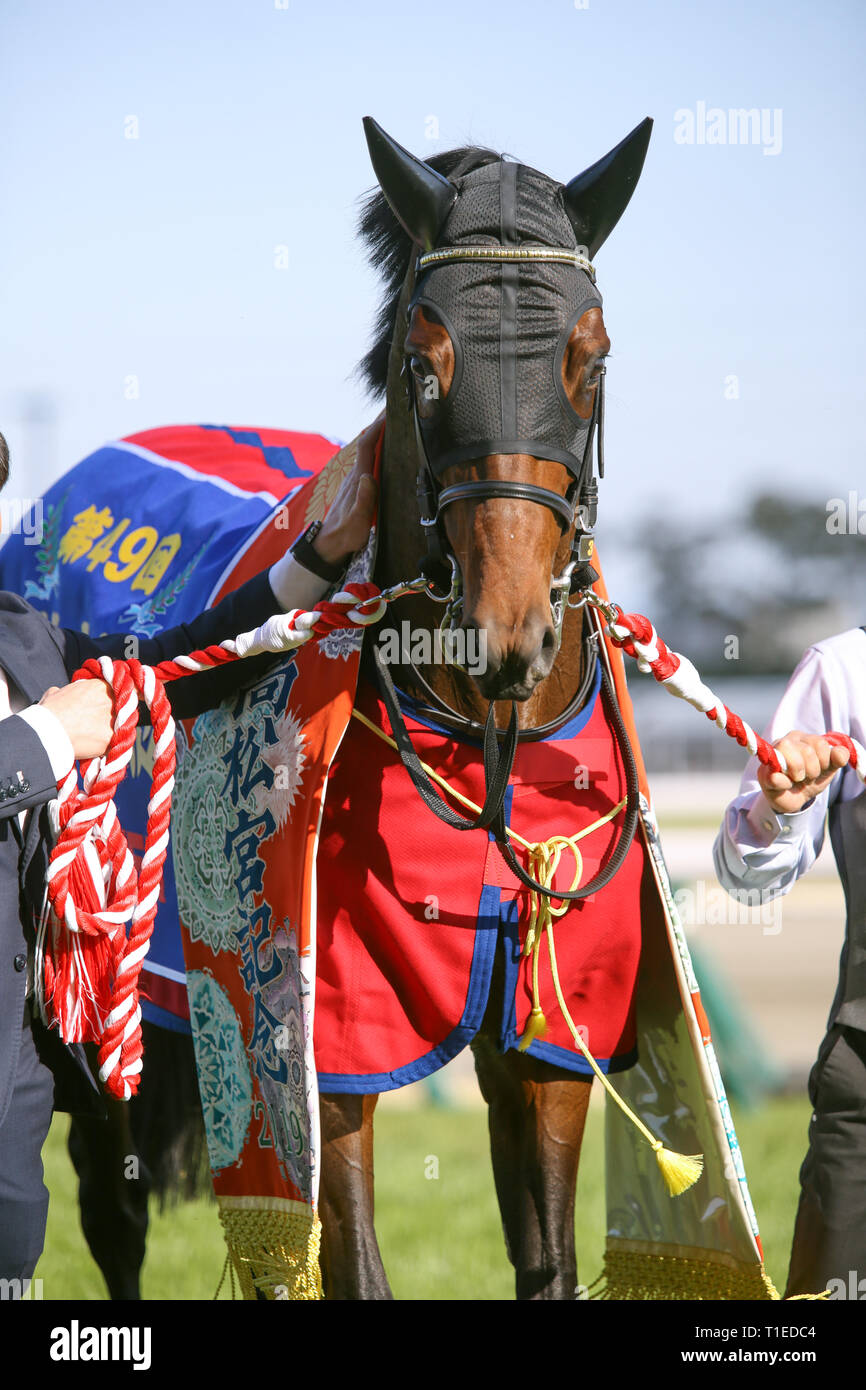 Aichi, Japan. 24th Mar, 2019. Mr Melody Horse Racing : Mr Melody after ...