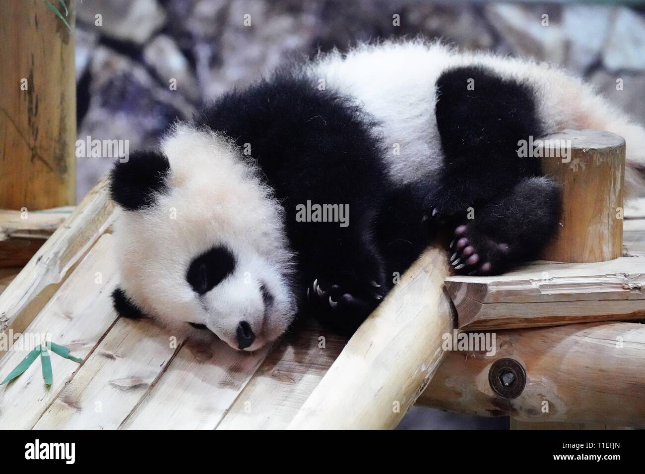 Female giant panda cub Saihin plays at the Adventure World theme park ...