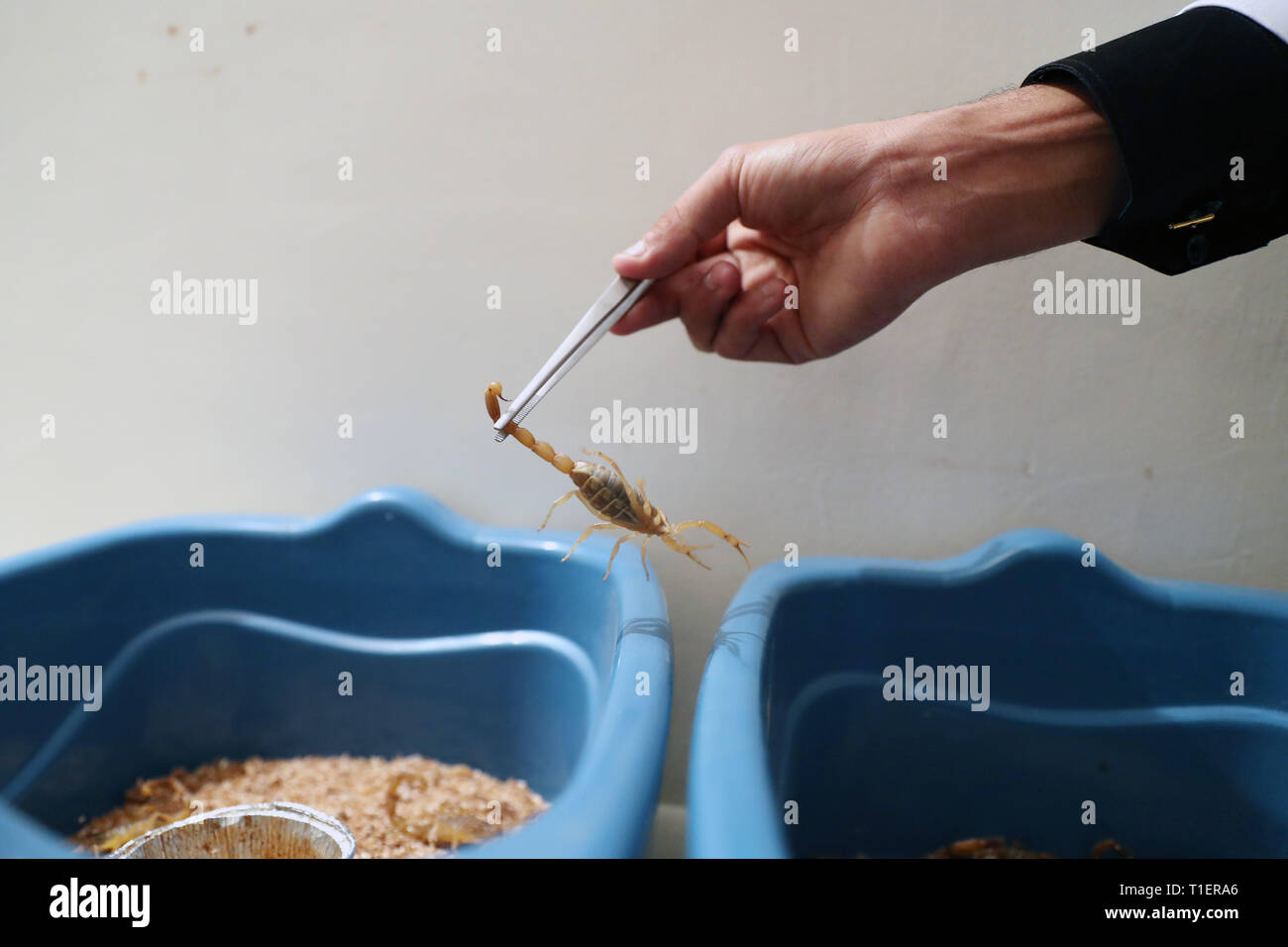 Egyptian scorpion hi-res stock photography and images - Alamy