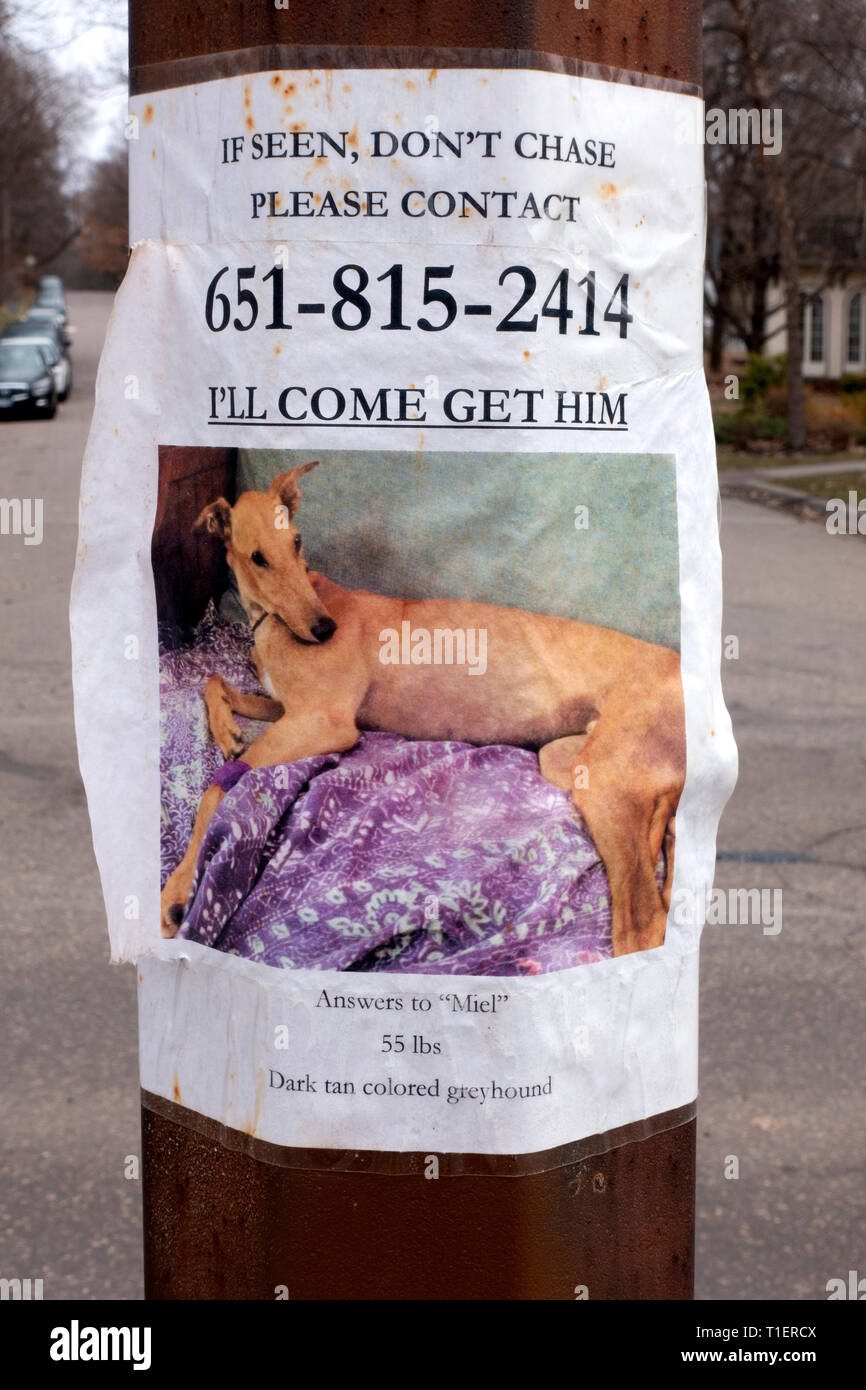 A sign for a lost dog with a color photo attached to a utility pole. St ...