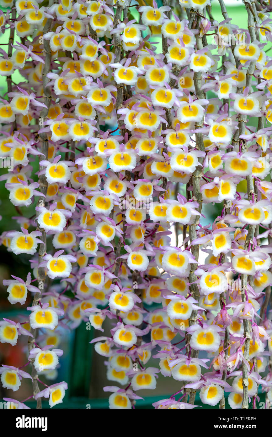 Dendrobium aphyllum orchid flowers , beautiful natural orchid in the ...