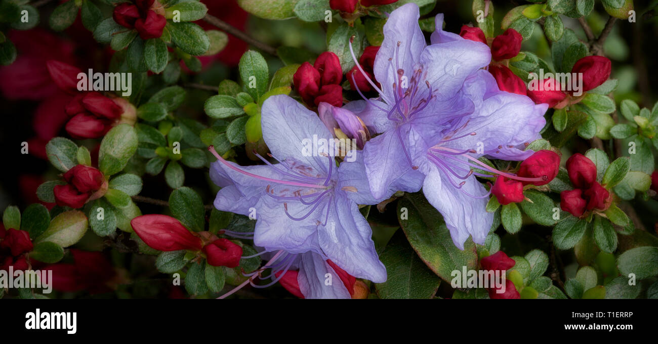 Blue and red azaleas. Oregon Stock Photo - Alamy