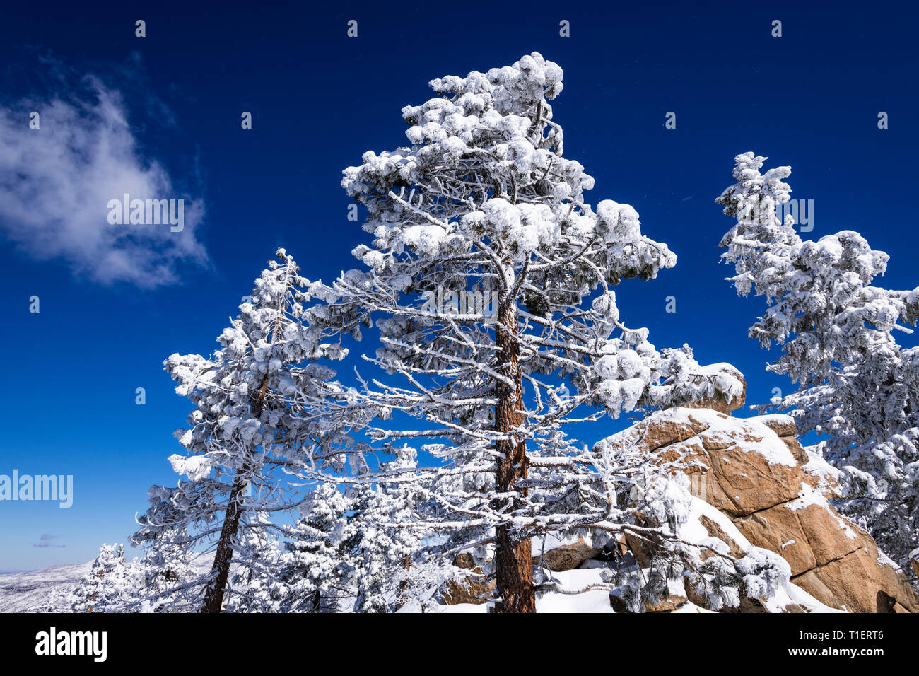 Snow flurries and rime ice on pines in the San Bernardino Mountains ...