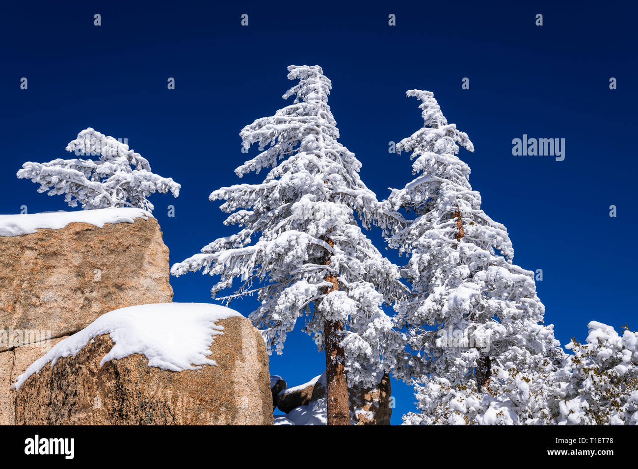 Snow covered pines and boulders in the San Bernardino Mountains, San ...
