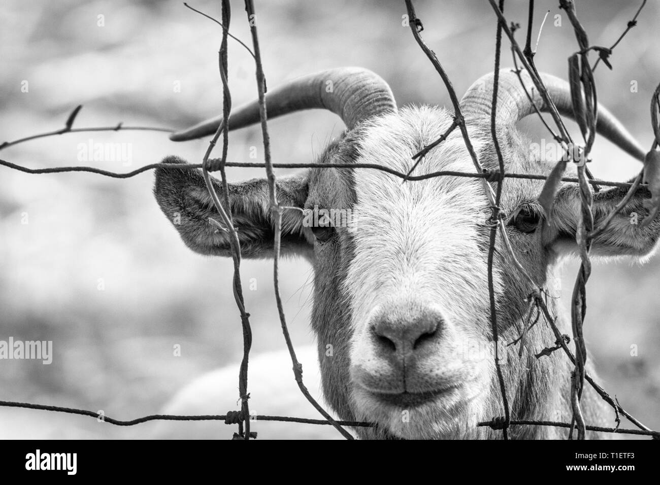 A goat (Capra aegagrus hircus) peers at the photographer through a ...