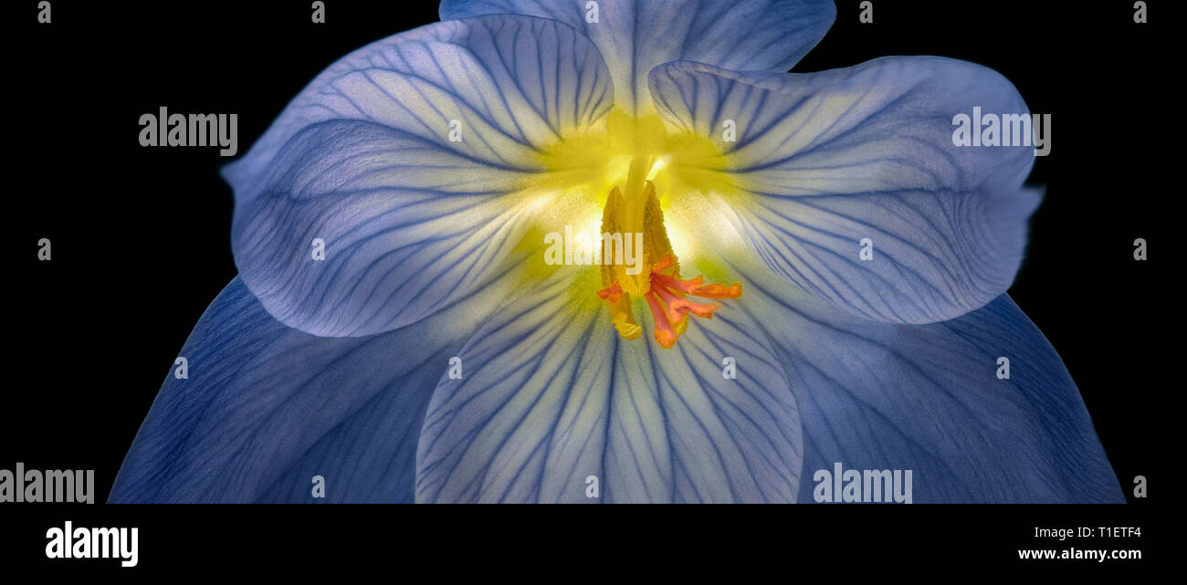Crocuc hi-res stock photography and images - Alamy