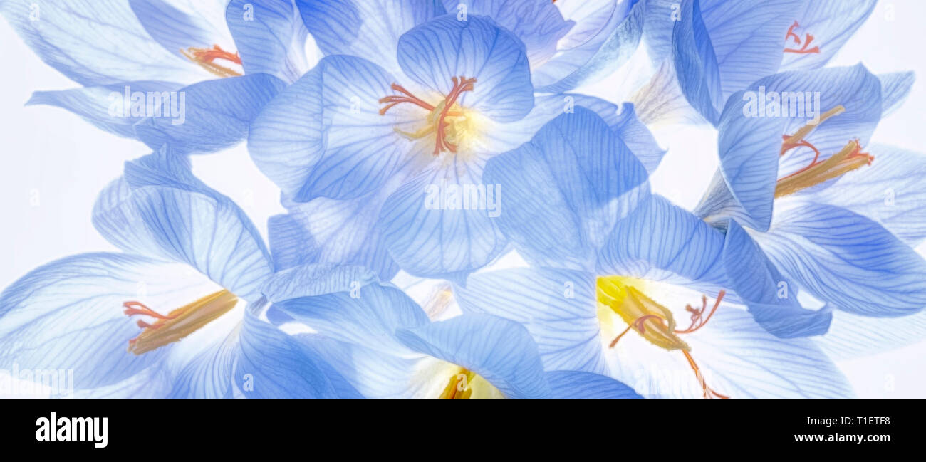 Backlit crocus. Oregon Stock Photo - Alamy