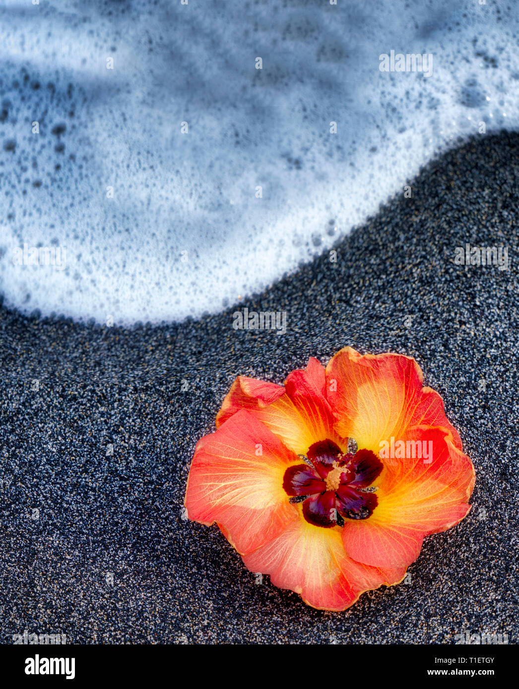 African Tulip tree blossom on black sand beach with wave. Hawaii, The ...